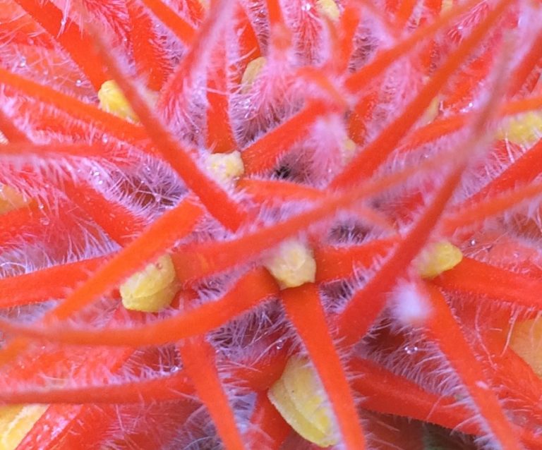 Executive en Carrière Coaching - Monique Koopman, R-E-D Executive Coaching